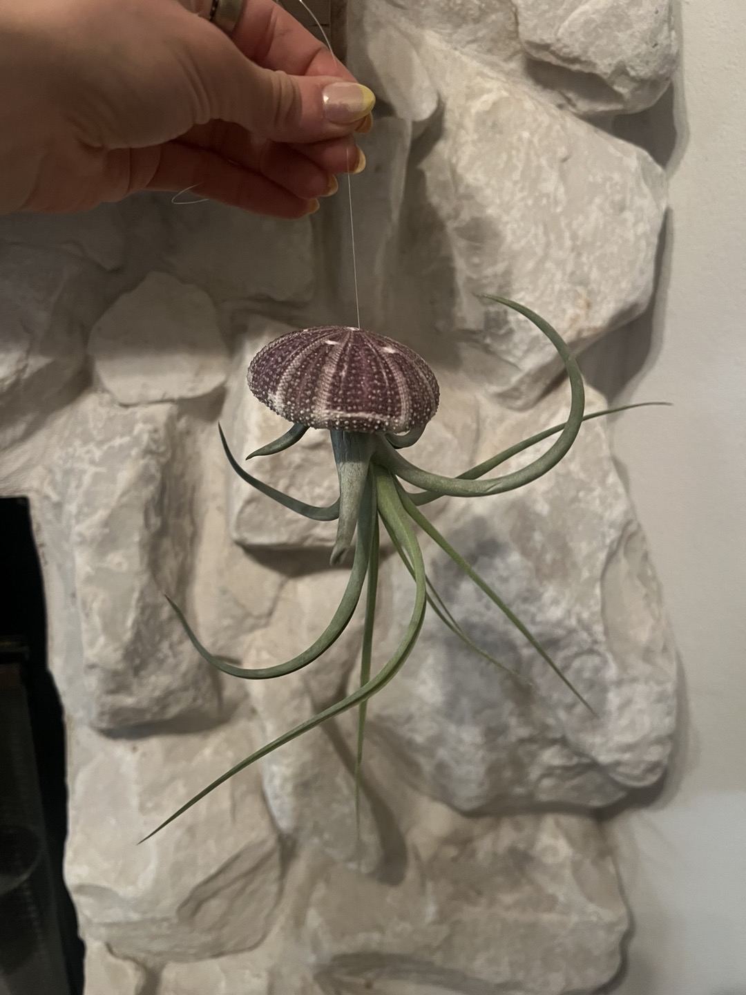 003 Wiggly Jelly Fish