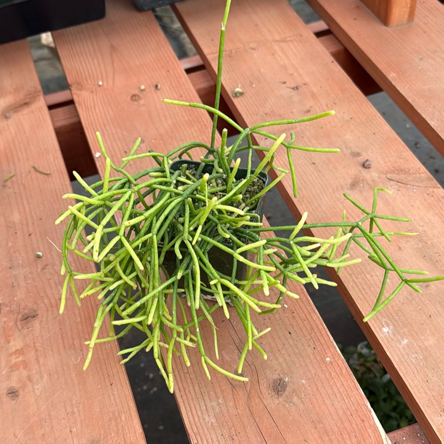 RT008 Rhipsalis baccifera