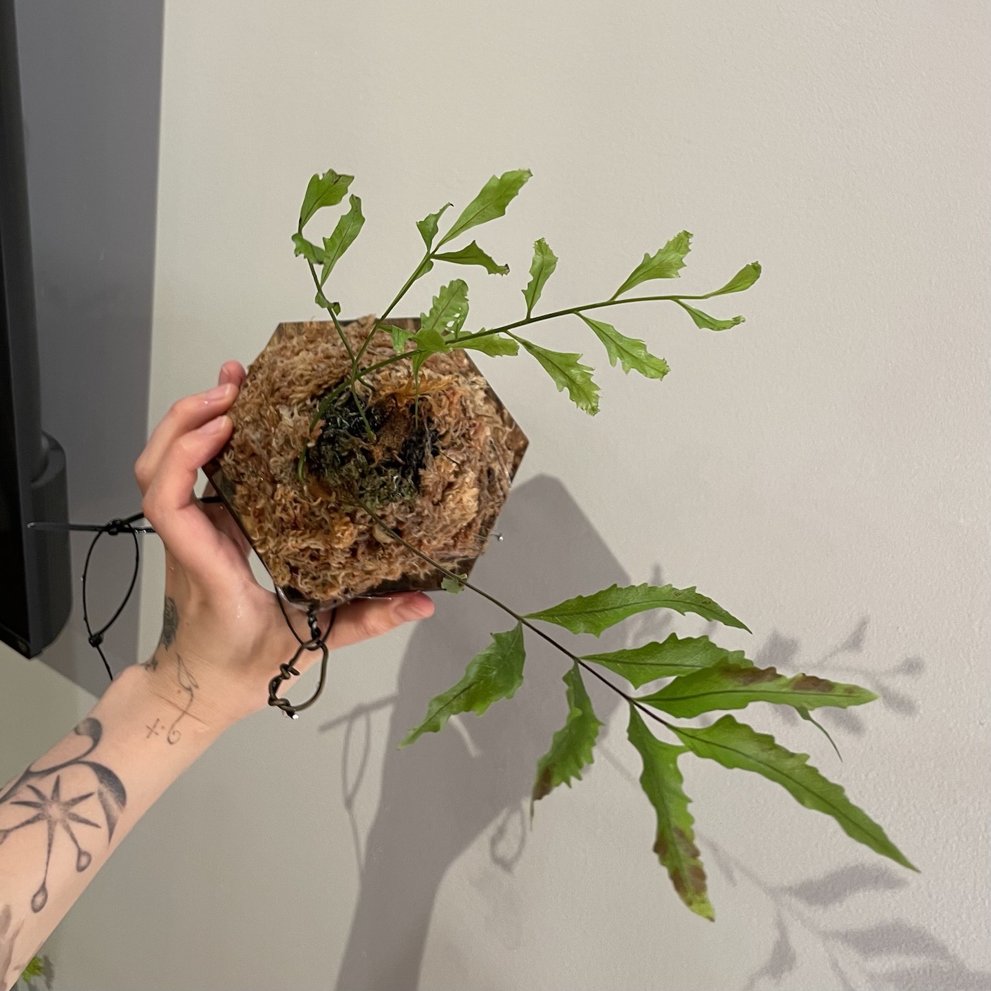 Drynaria rigidula whitei fern mounted
