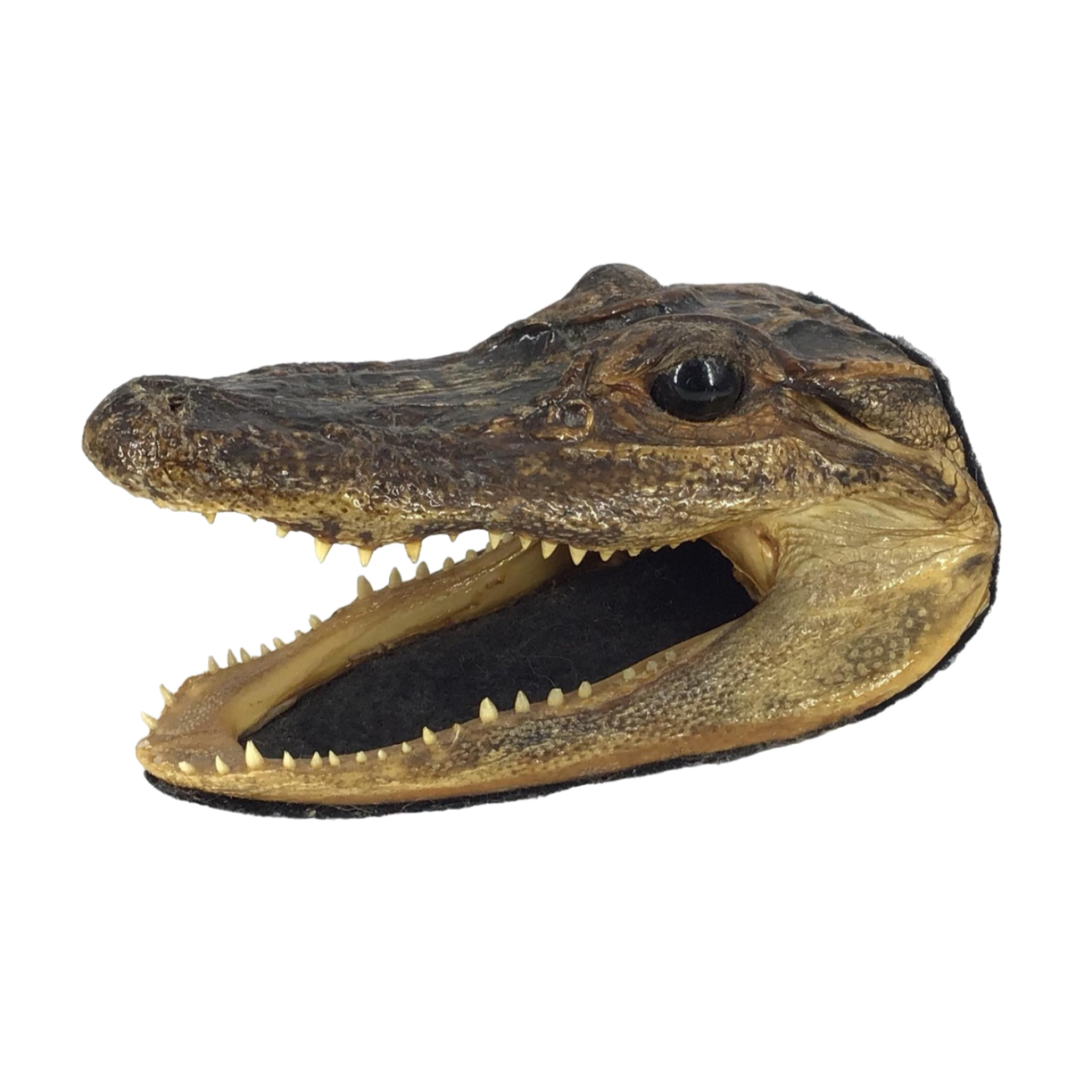 Alligator Taxidermy Head Collectible
