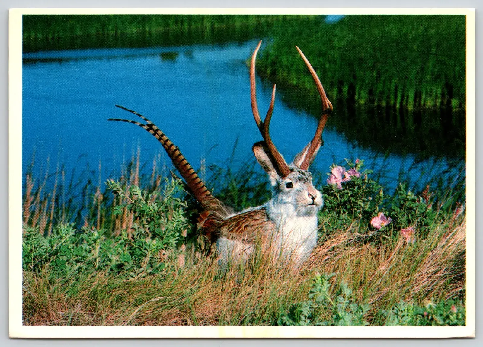 Postcard Western Jackalope Jackalopesis-Phesantarus Cryptozoology ...