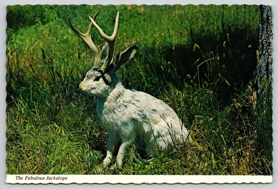 Postcard Fabulous Jackalope Extinct Antlered Rabbit Cryptozoology ...