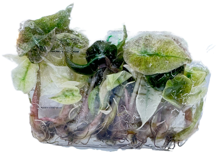 10-Pack Alocasia Pink Polly Ghost Tc's