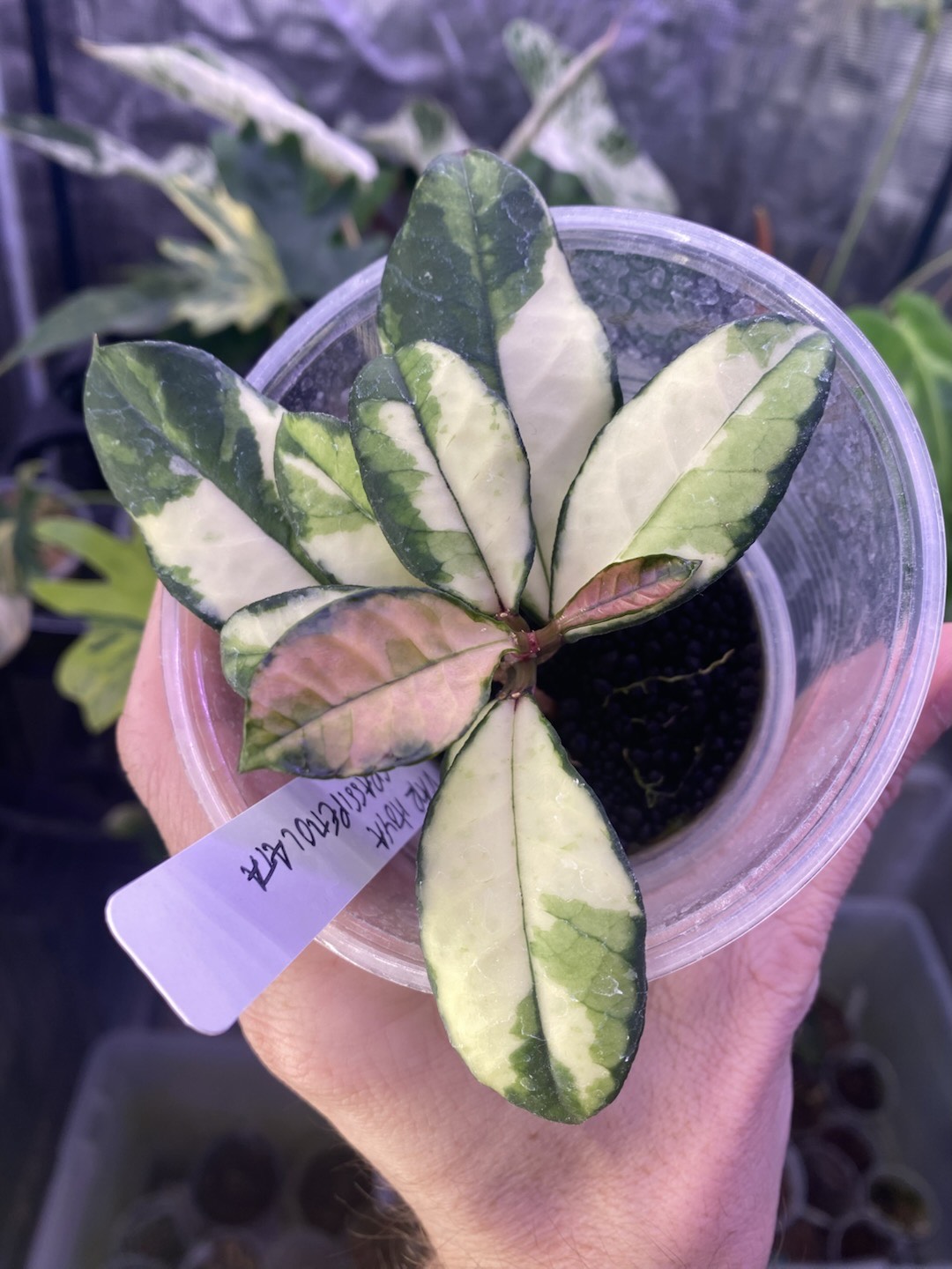 Variegated Hoya Crassipetiolata