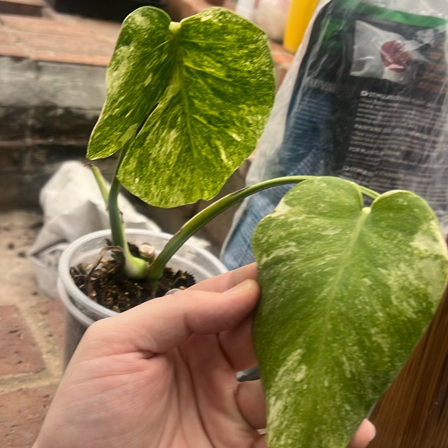 Monstera ThaiCon Green snow