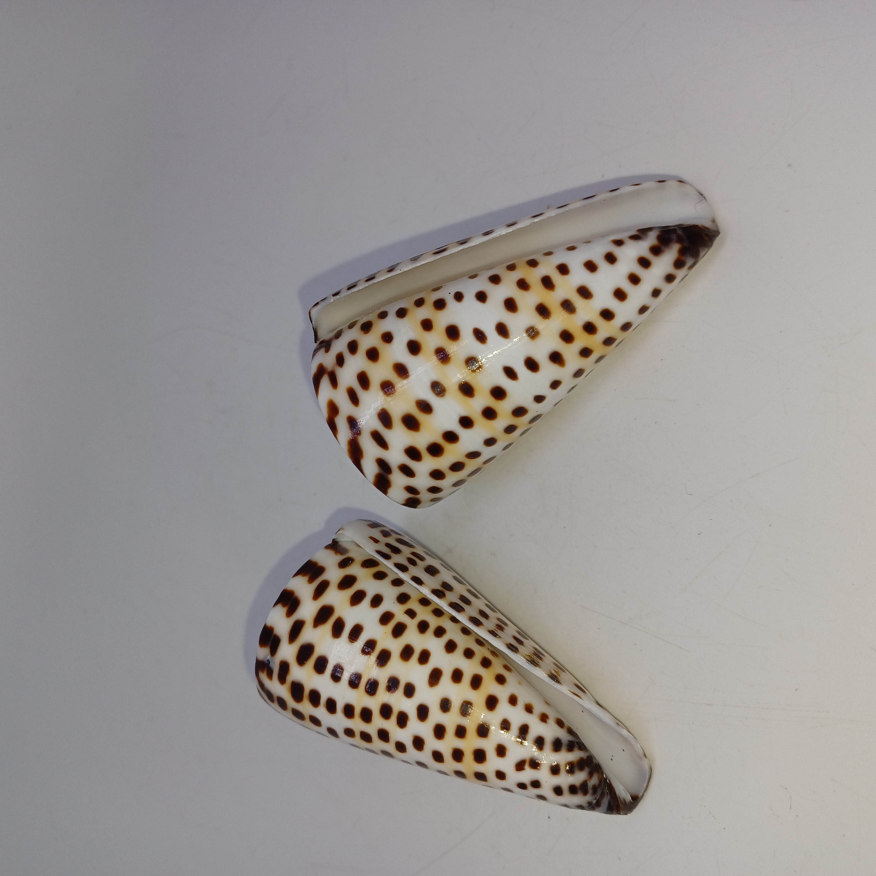 Lettered Cone-Conus Litteratus Polished-2-2.5”-Polished Shell-Beach ...