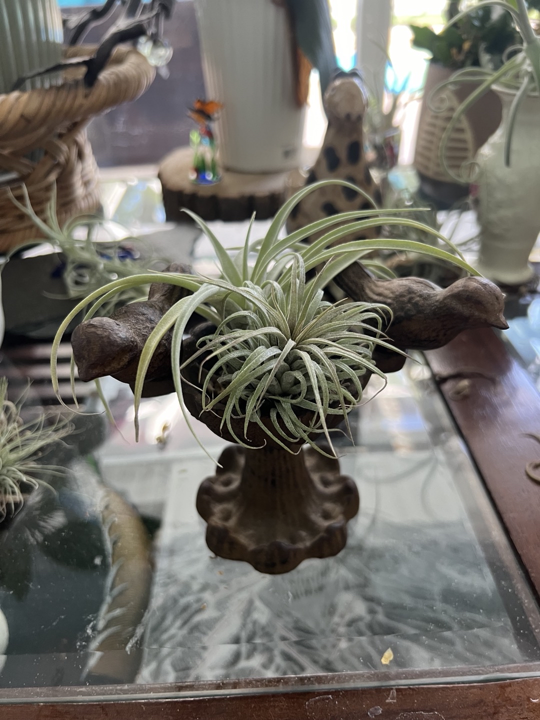 Bird Bath Air Plant