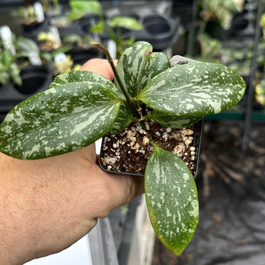 TF10116 Hoya Collina Splash