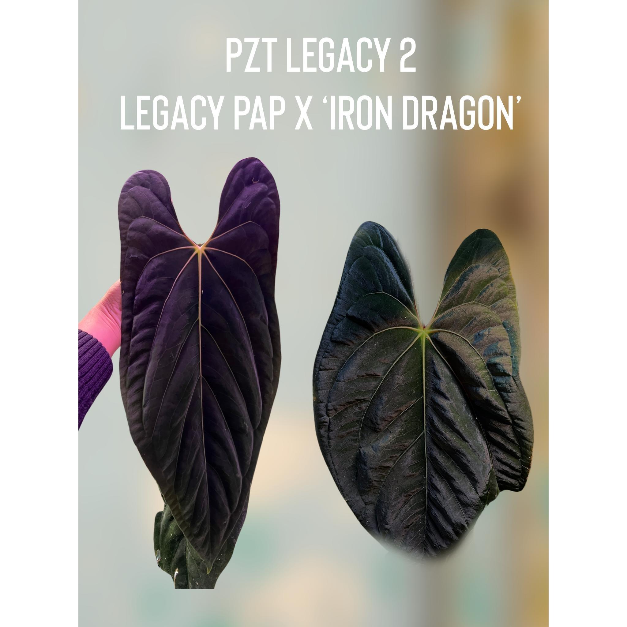 Ree Pap x Iron Dragon (PZT Legacy 2)