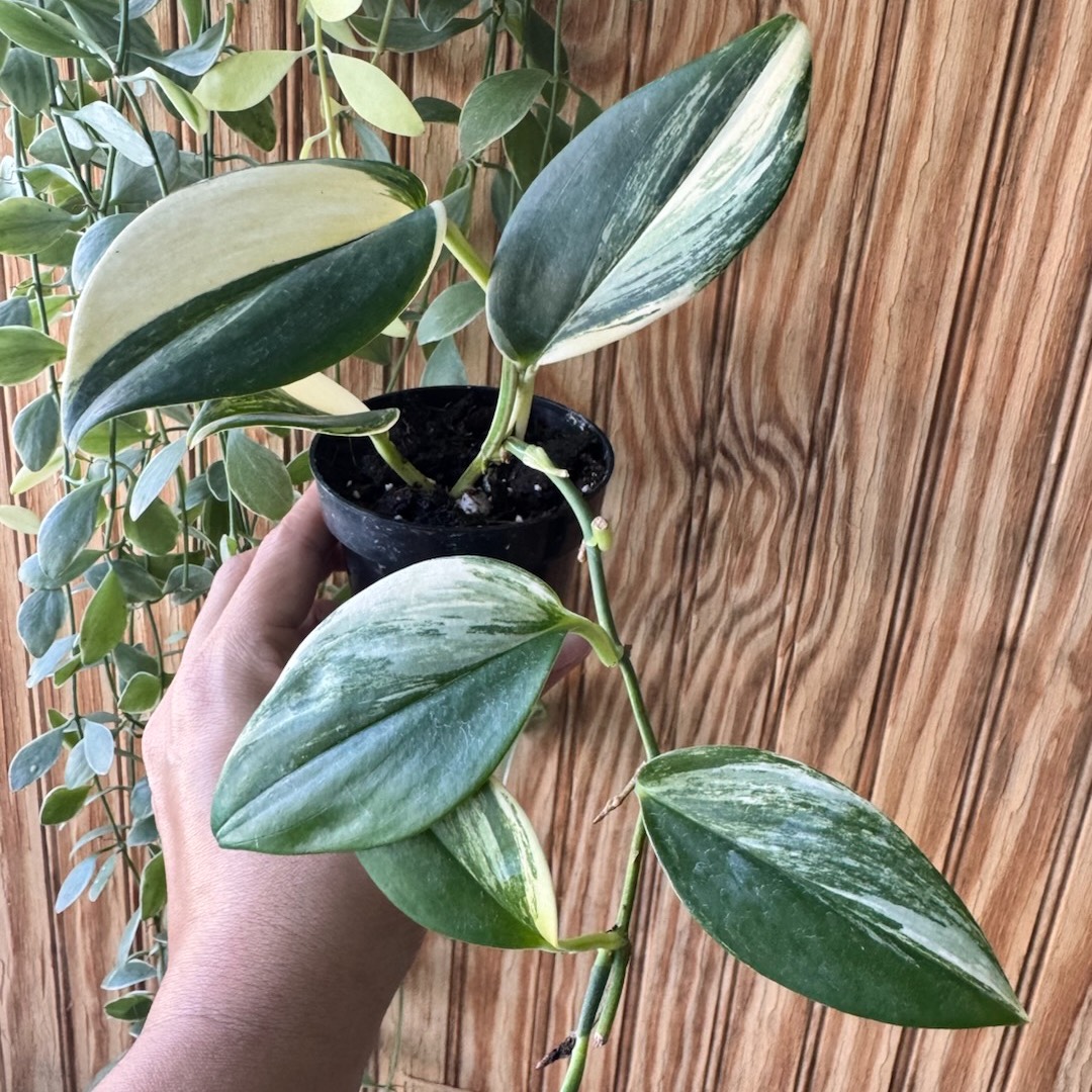 Scindapsus Rubicon Var