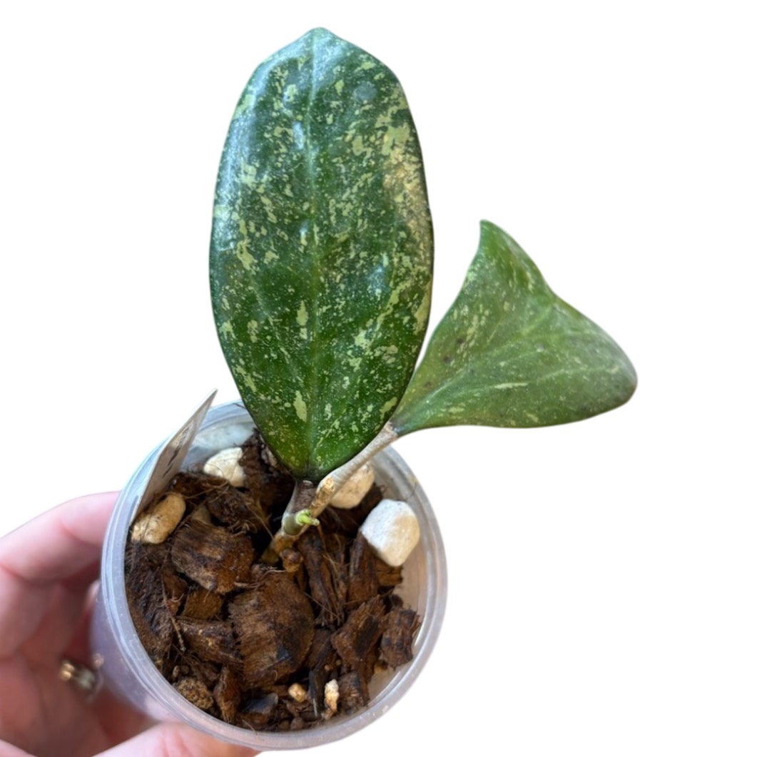 Hoya Michele