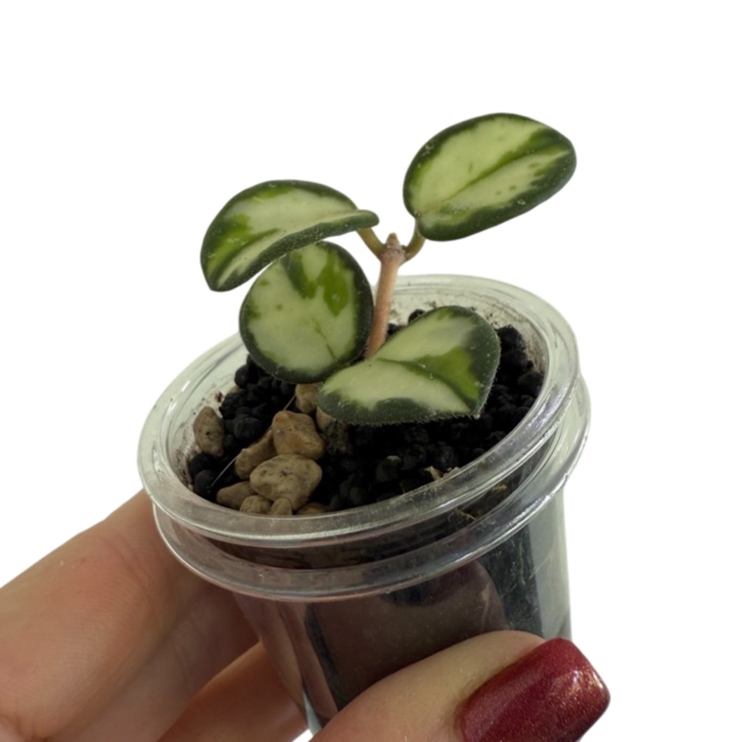 Hoya Mathilde (Inner Variegated)