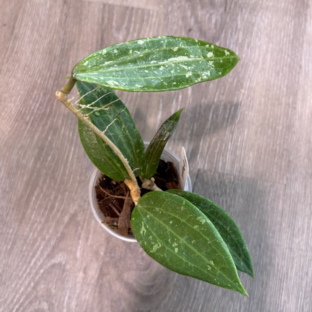 Hoya sp Malaysia (splash)