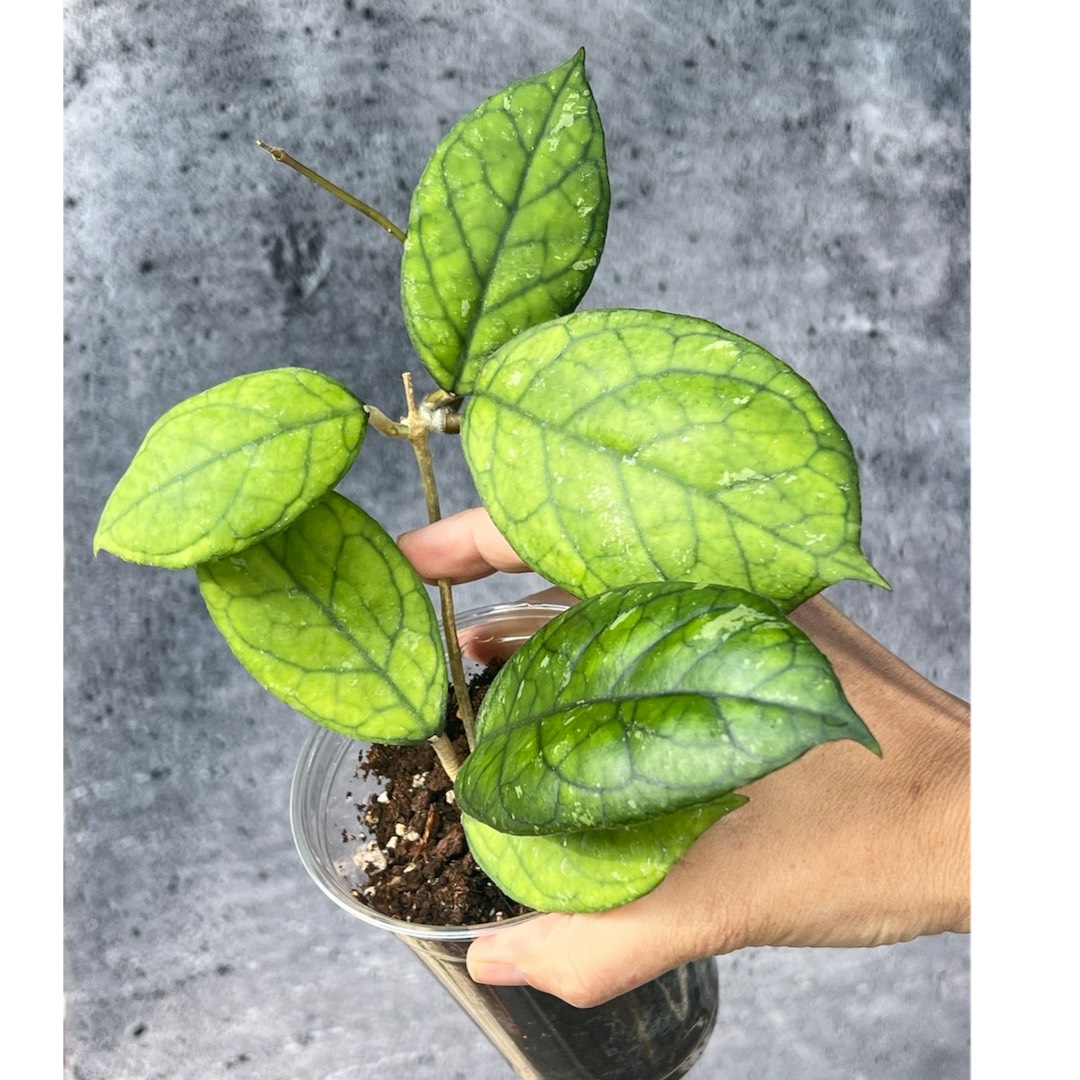 Hoya ‘Irina’ EPC 964