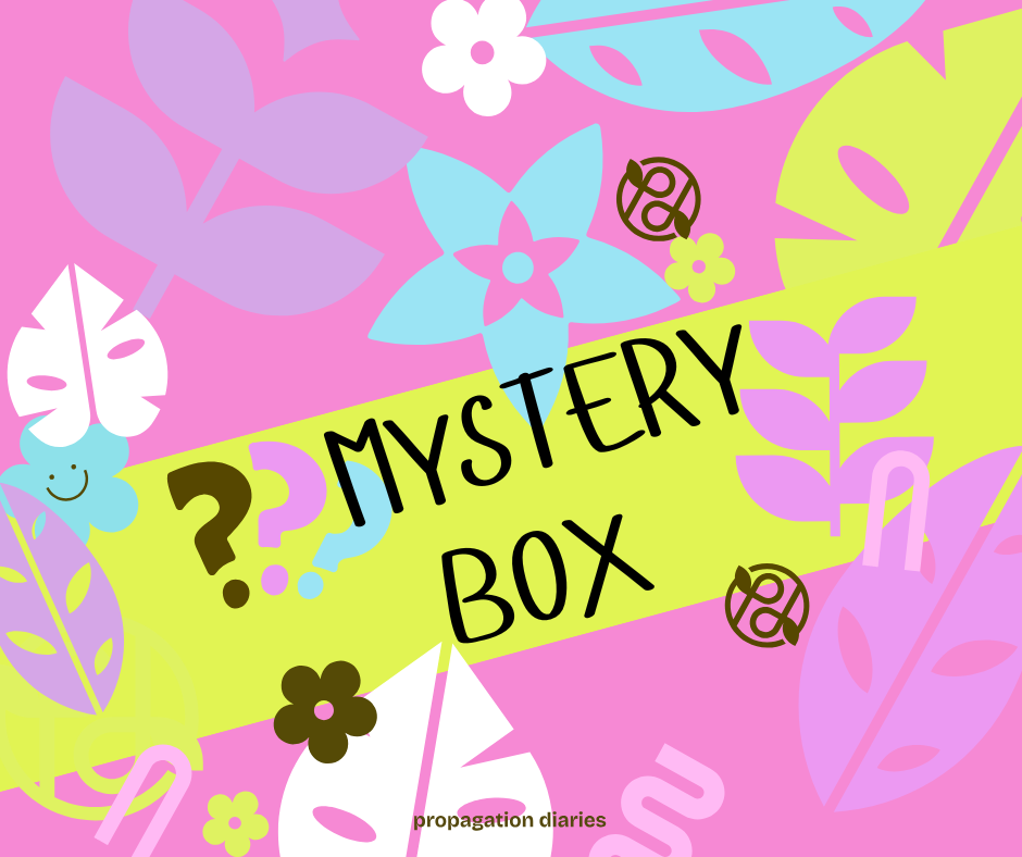 #10 - Build A Mystery Box