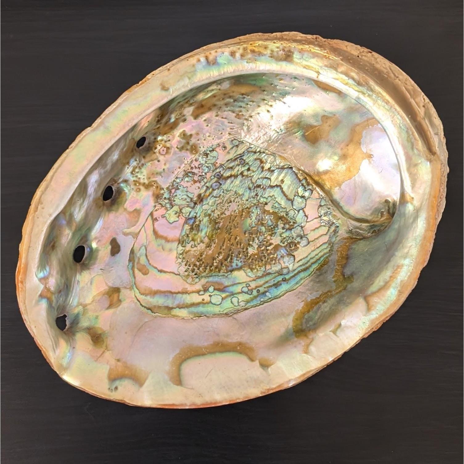 Vintage Red Abalone Shell (Haliotis Rufescens) Iridescent MOP Large 7.5 ...
