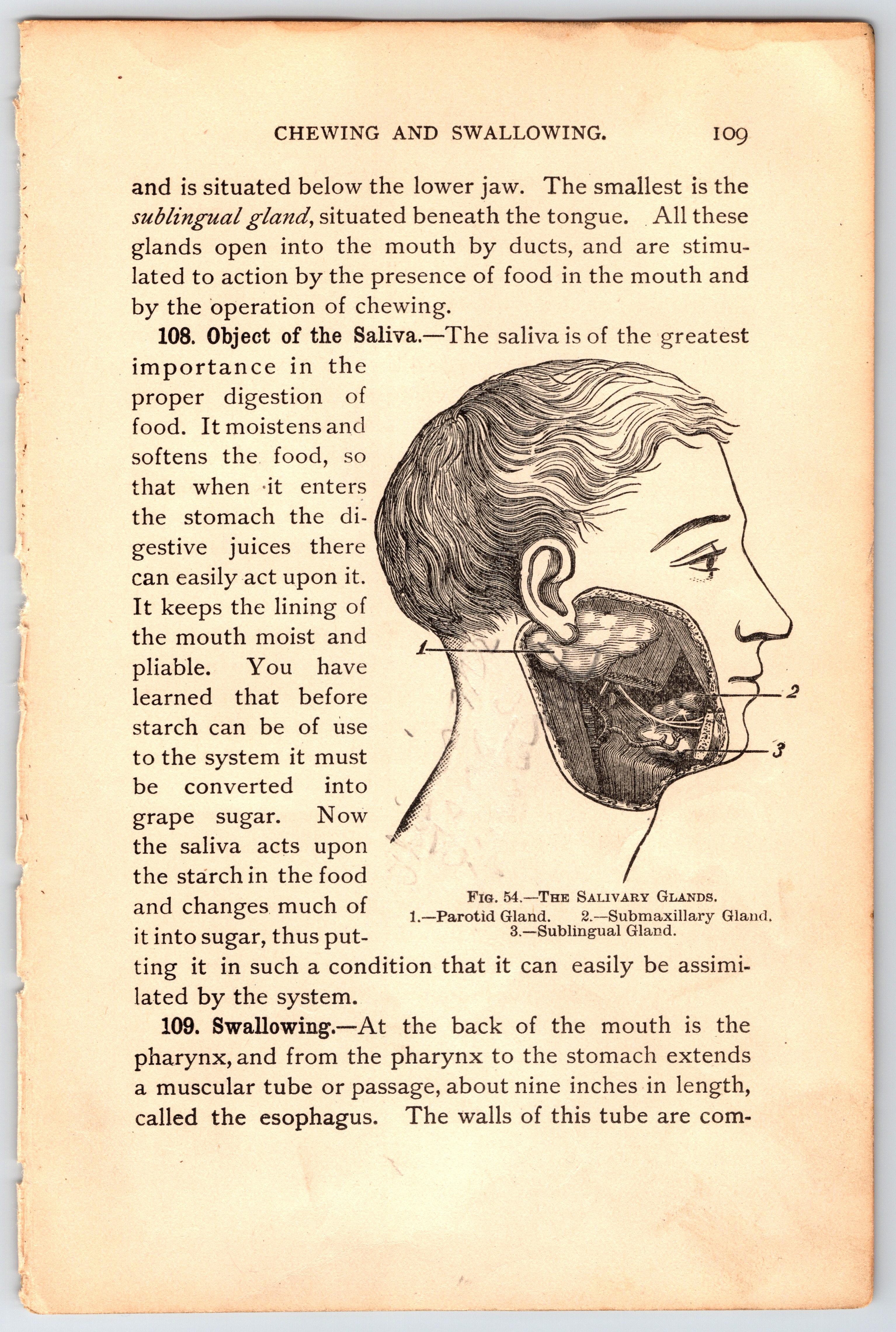 Salivary Glands, Chewing & Swallowing Ephemera Human Anatomy Scientific ...