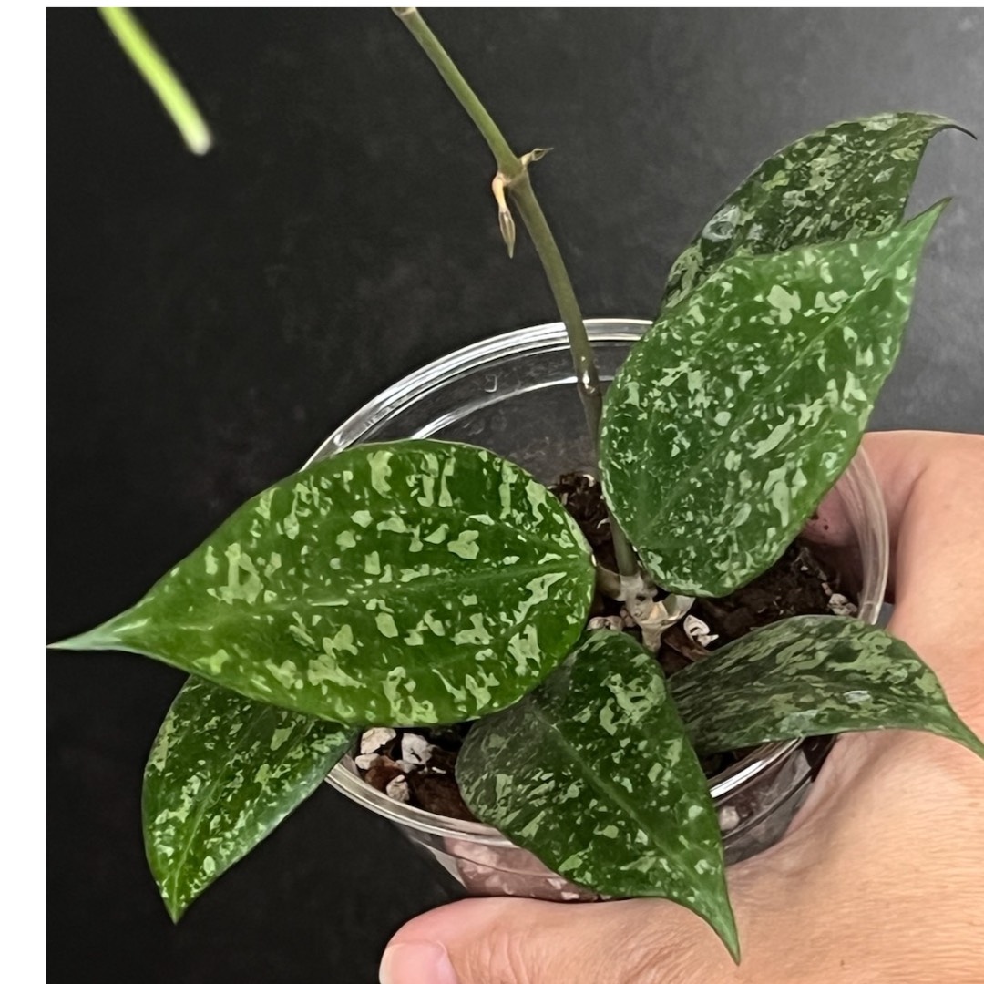 Hoya latifolia ‘Rangsan’ (Splash)