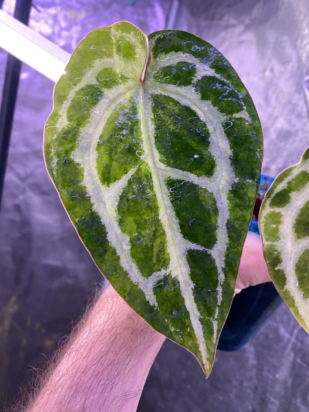 Variegated Anthurium red crystal x Mag