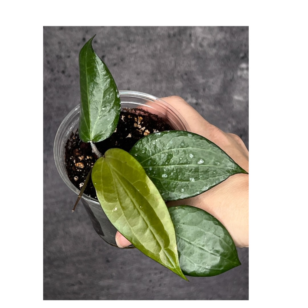 Hoya ‘Penny Candy’