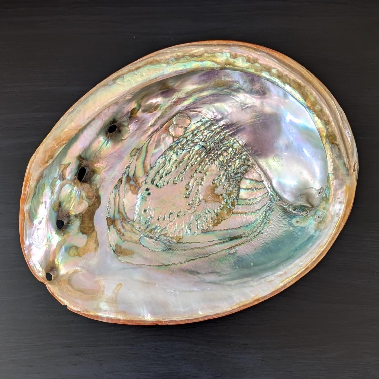 Beautiful Red Abalone Shell (Haliotis Rufescens) Mother Of Pearl - 7.25"
