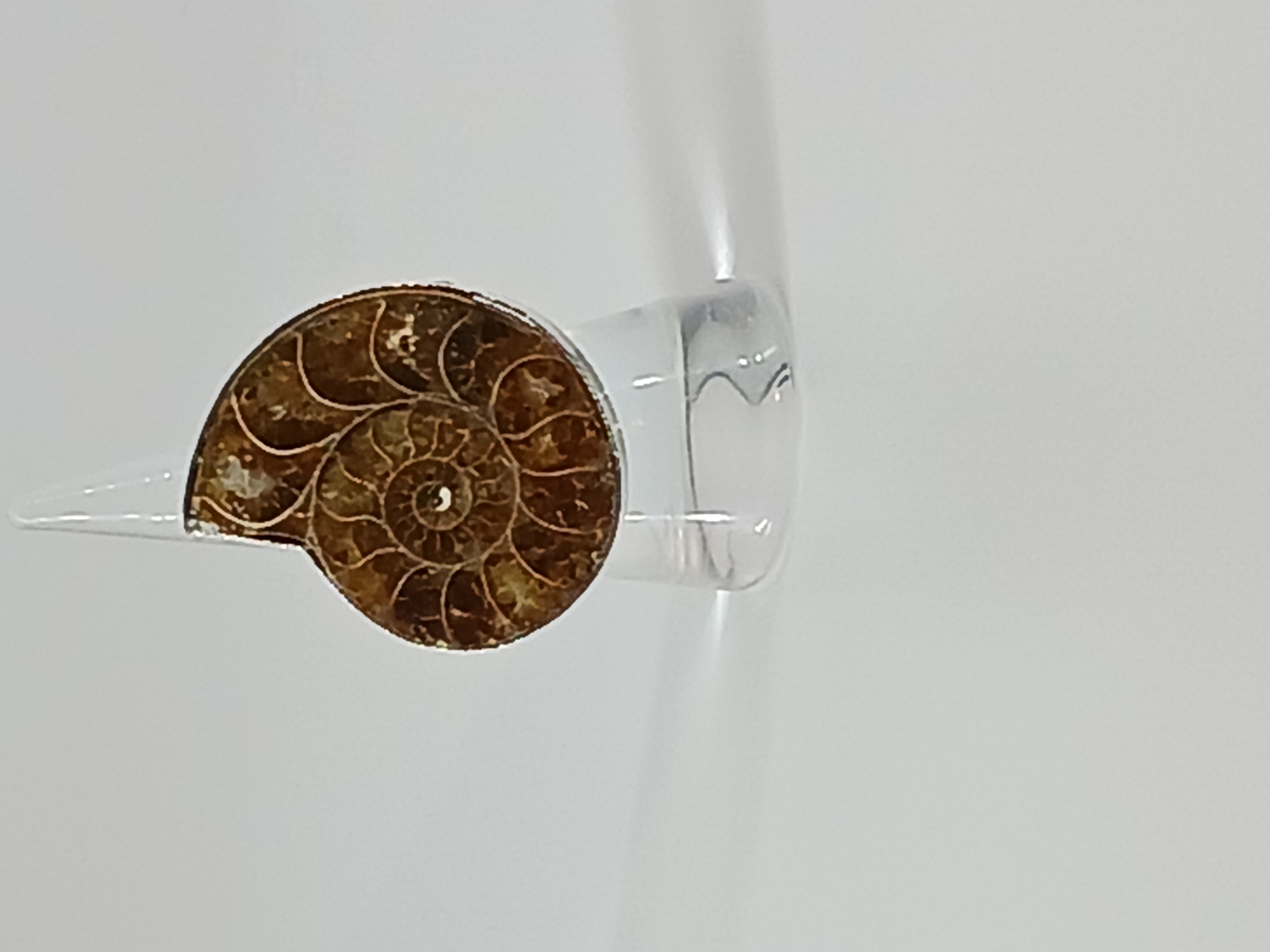 Ammonite Fossel Ring