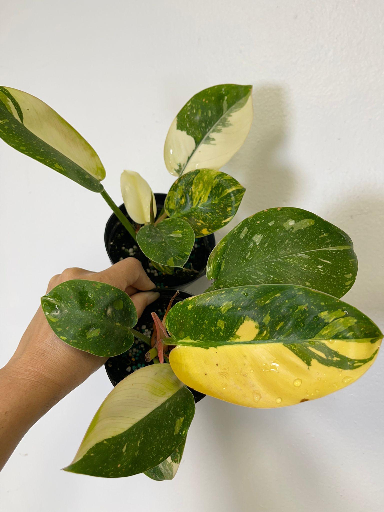 Philodendron Congo nuclear 4”