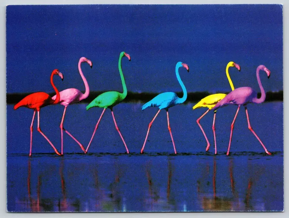 Postcard Rainbow Flamingos Flamboyance Multicolor Flamingos Ornithology ...