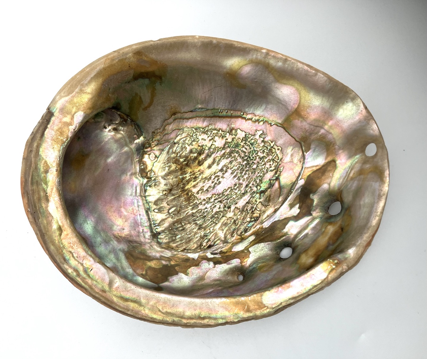 BIN - Abalone Shell, Satin Finish 8” Trinket Dish Ashtray Bowl
