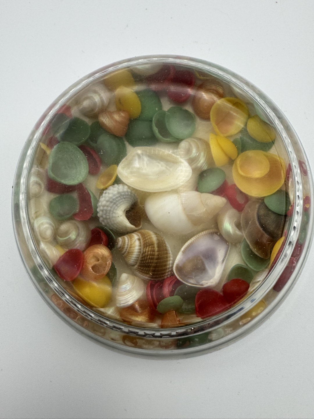 Vintage Glass Domed Magnified Seashell Paperweight