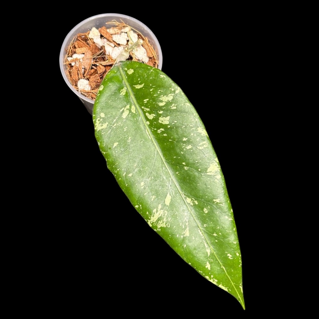 Hoya sp. Aceh Gayo Lues