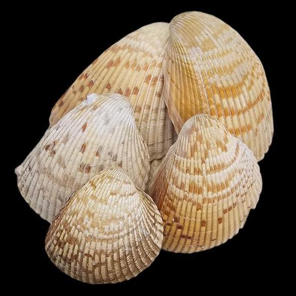 Florida 🌞 Set Of 5 Assorted Huge Florida West Coast Cockle Sea Shells