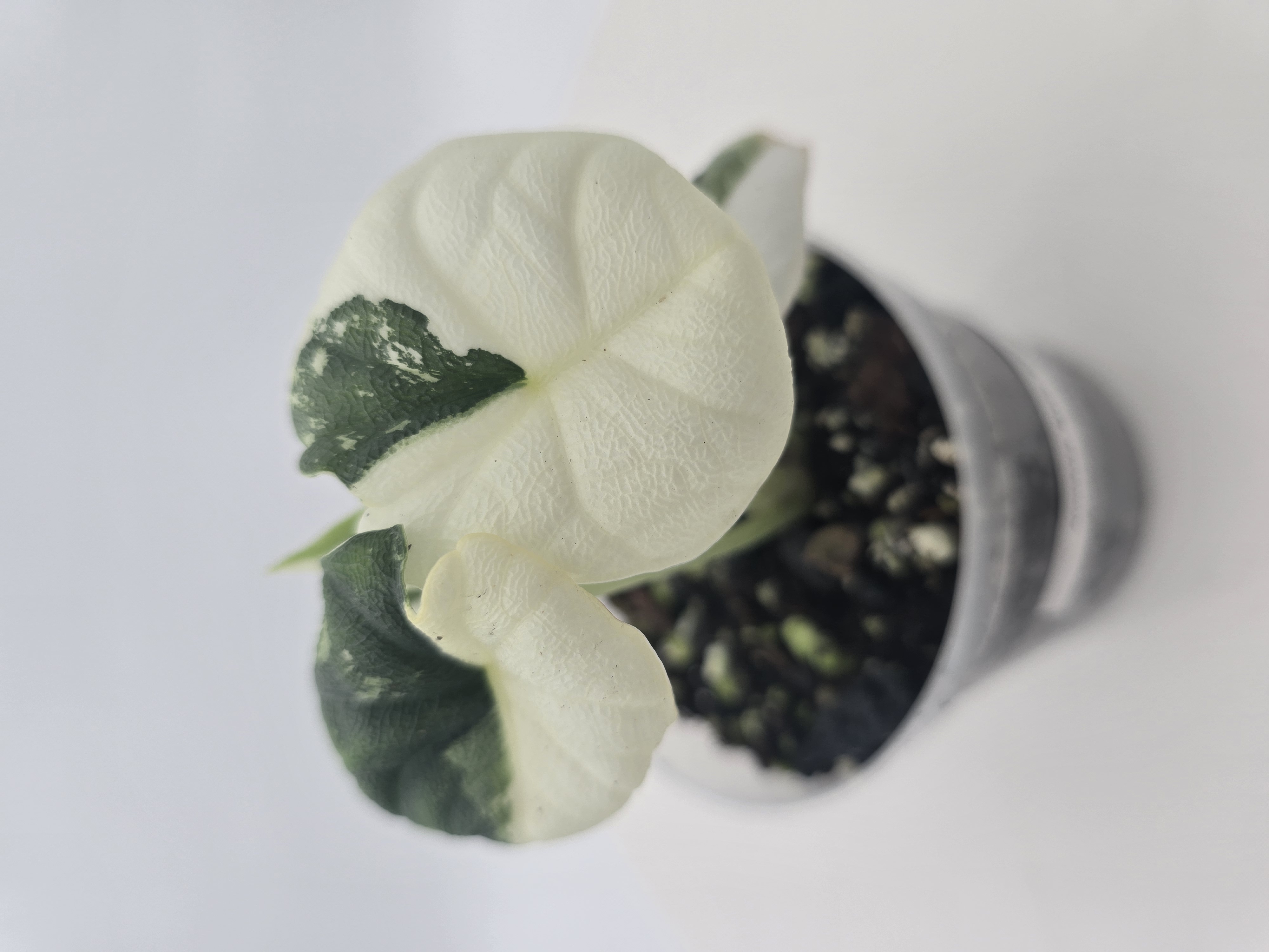 #01 (1 Unit) Alocasia Melo Albo Tissue Cultures