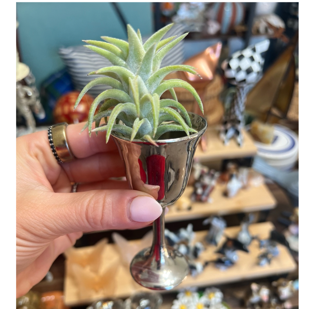000 Mini Goblet Air Plant