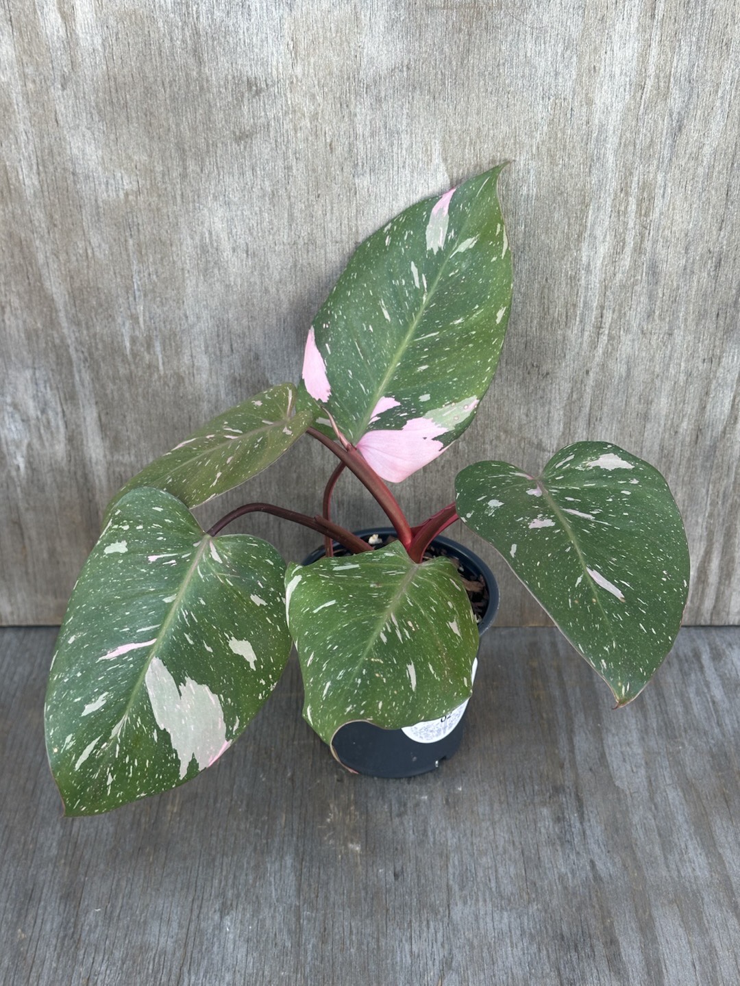 Philodendron cv. 'Cotton Candy' (16TFM02)