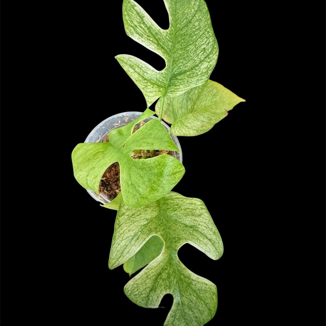 Monstera Raph. Tetra. White Monster