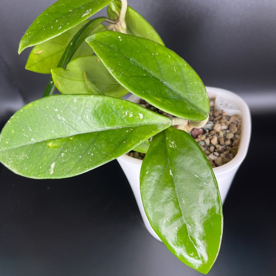 Hoya Heirloom Carnosa “Elving”- Exclusive 1930s