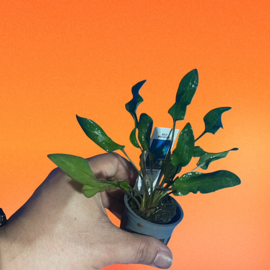 Cryptocoryne Wendtii red - Potted