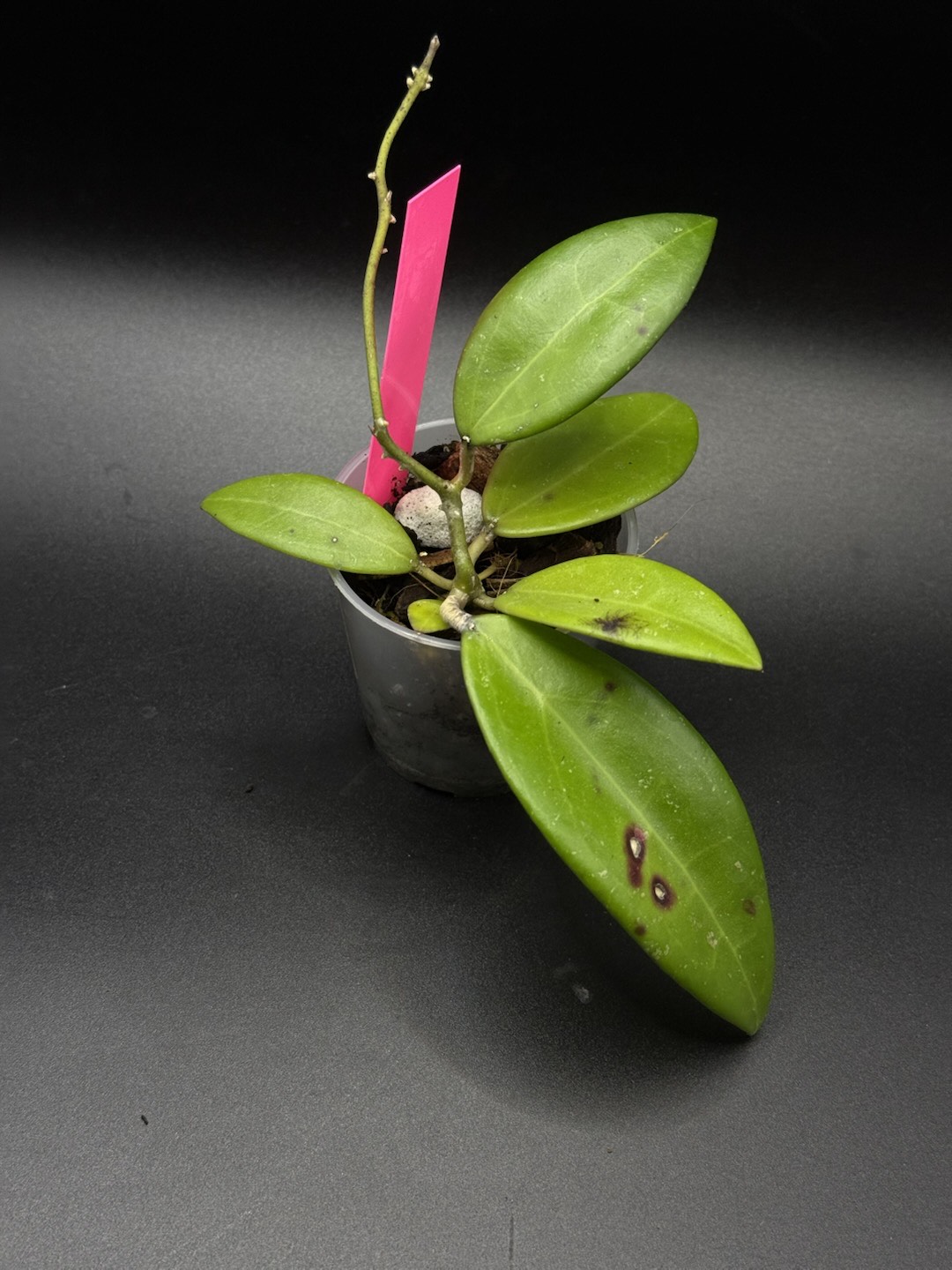 **SEEDLING** Hoya RHM2507 KZ-09 (AH Black Tiger x Unk)