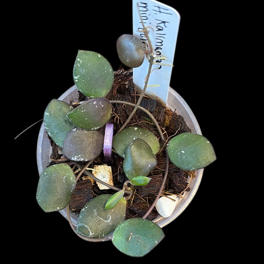 Hoya sp Kalimantan mini coin