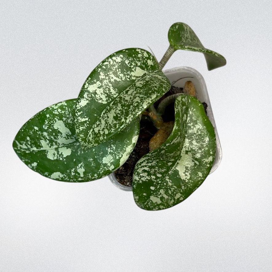 Hoya carnosa SMS ‘Wildflower’ (very splashy)