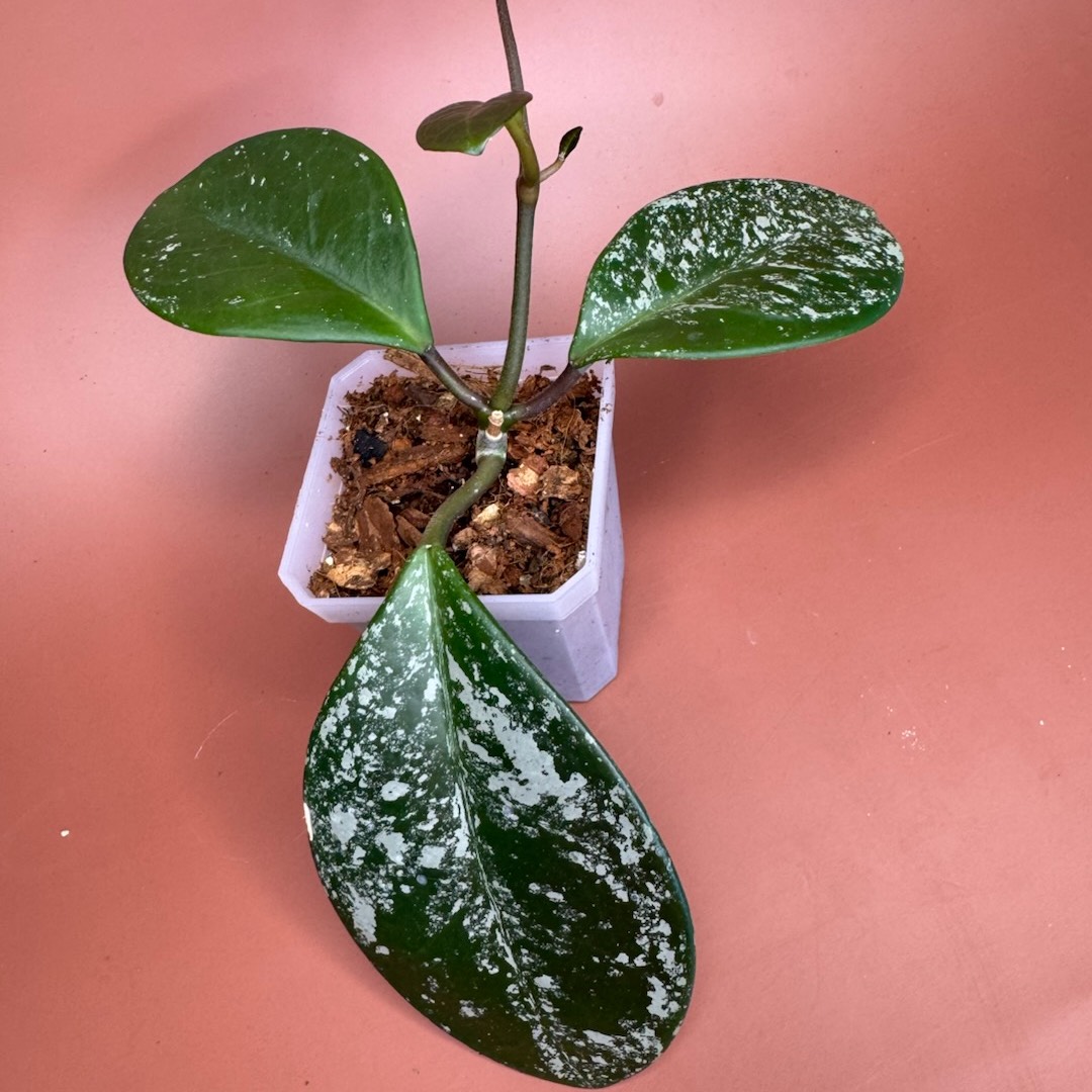 #1291 Hoya SMS Davids Green Cup