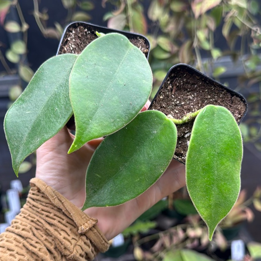 Hoya Gigas 2 Inch ($5 Off)