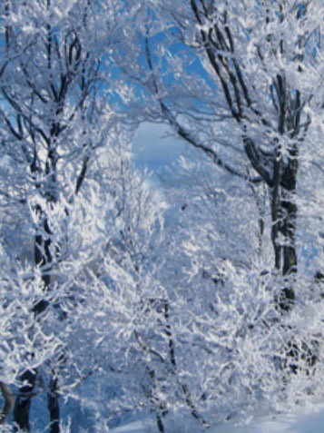 Snow Day Friday Sale