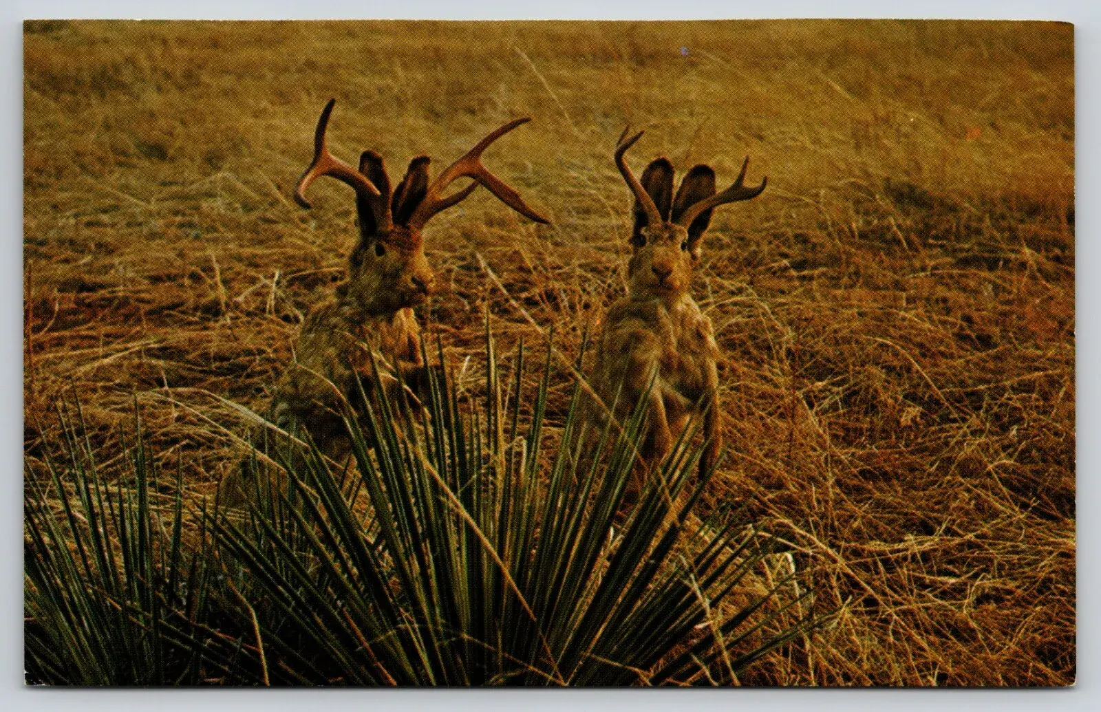 Postcard Two Jackalope Wyoming Eccentric Animal Cryptozoology Cryptid ...