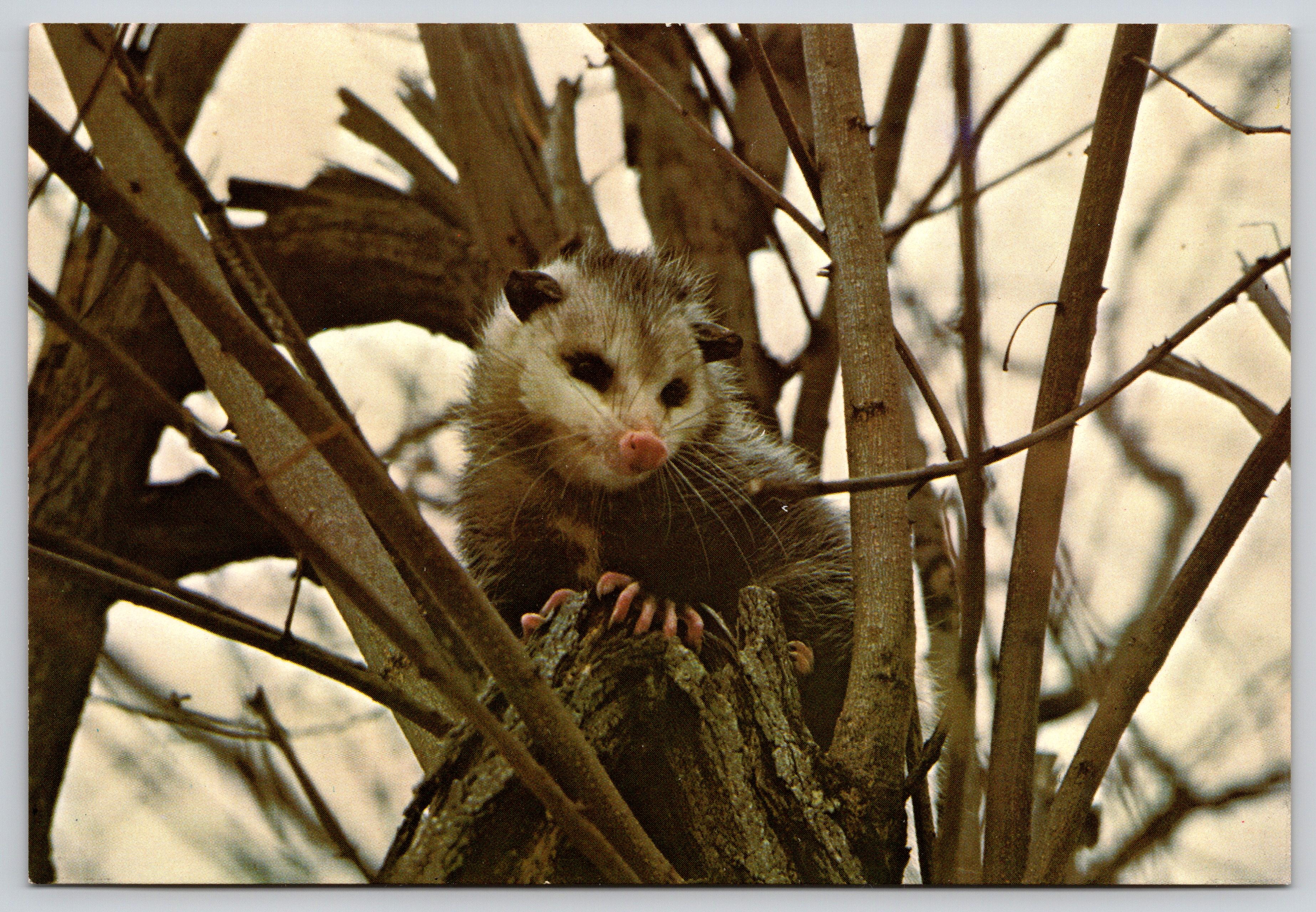 Postcard Opossum Shenandoah National Park Virginia Didelphis ...