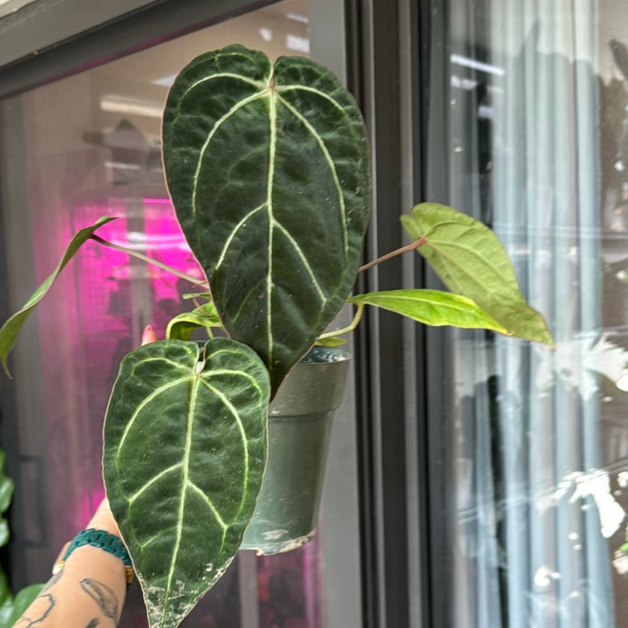 Anthurium AOS Df x Besseae aff