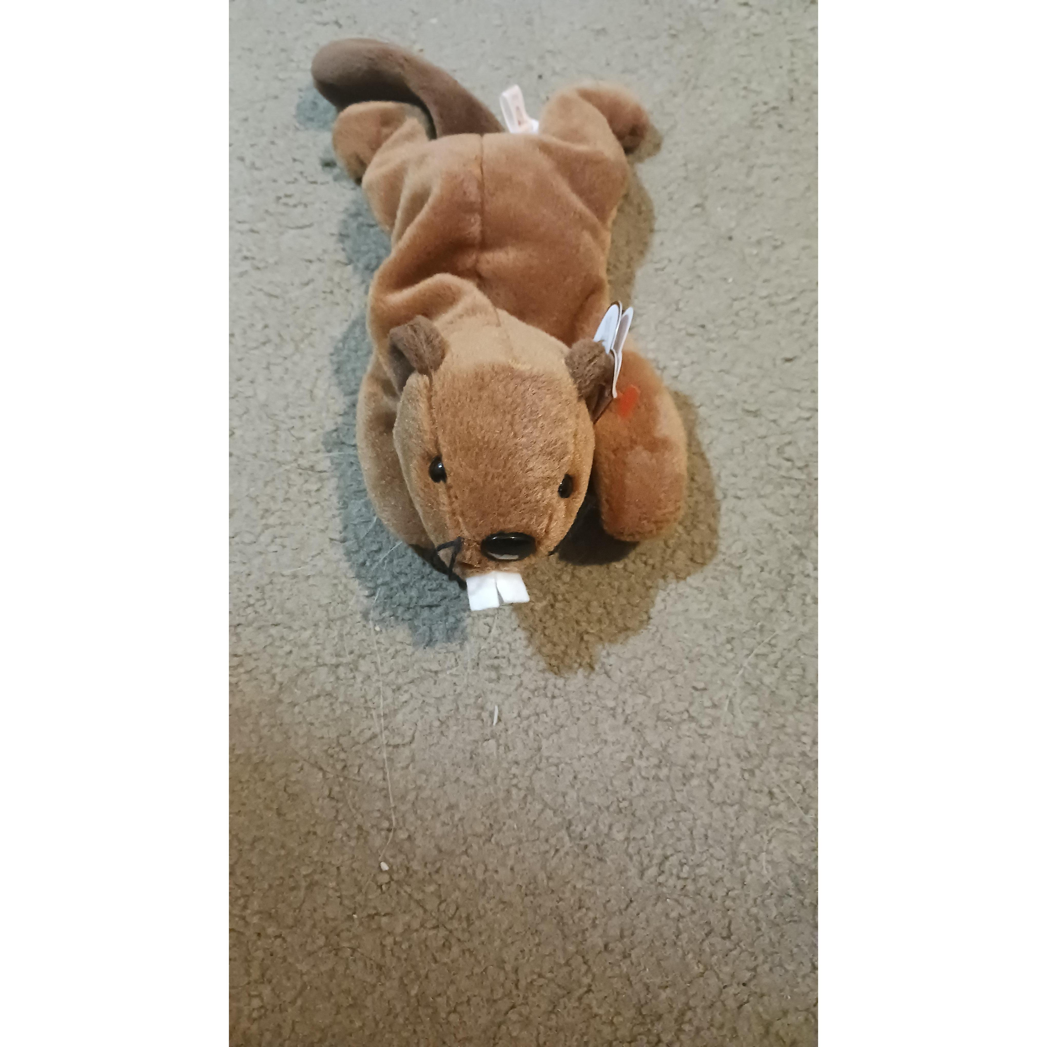 Ty Beanie Babies Bucky