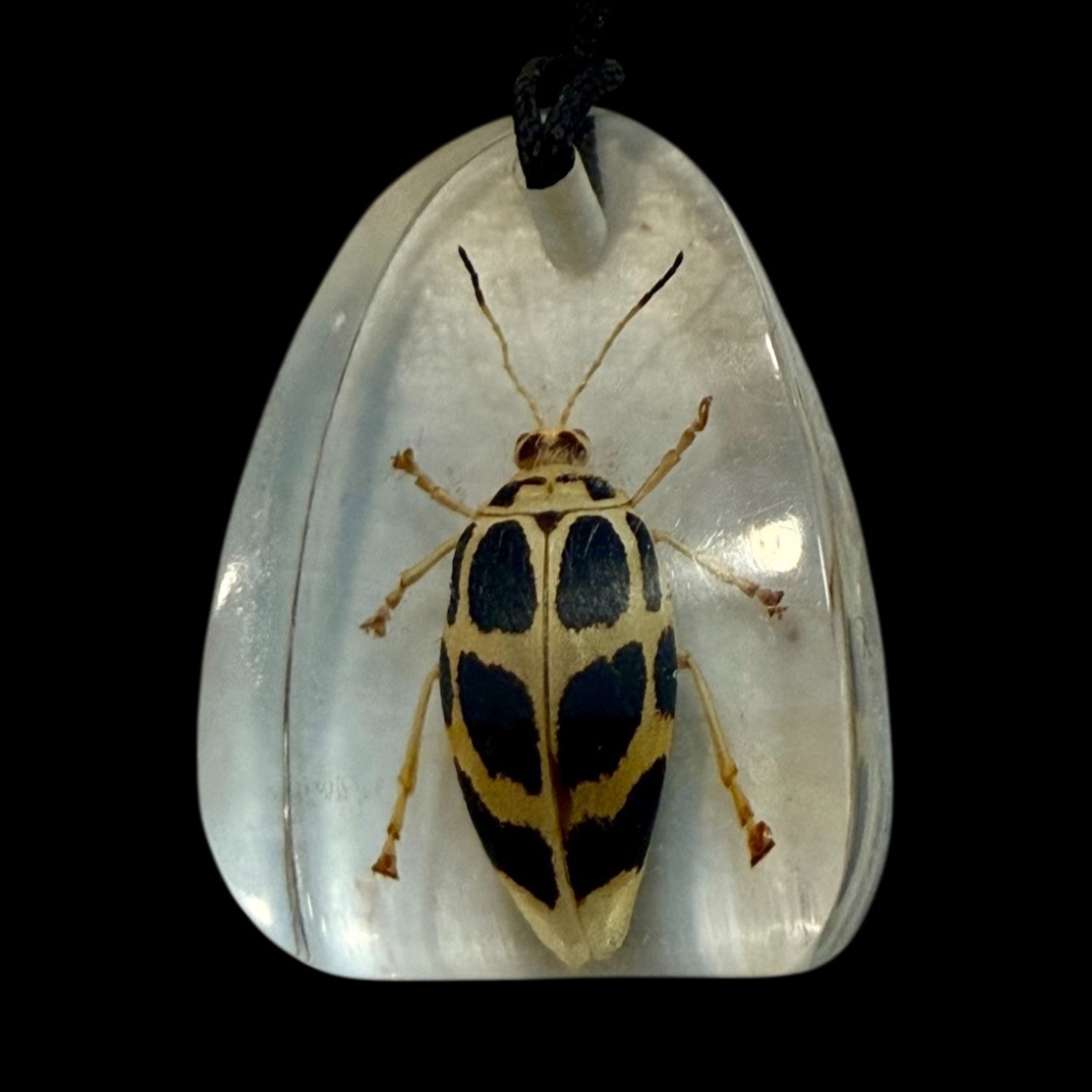 Genuine Spotted Leaf Beetle Bug in Lucite Pendant Necklace , 1.25”