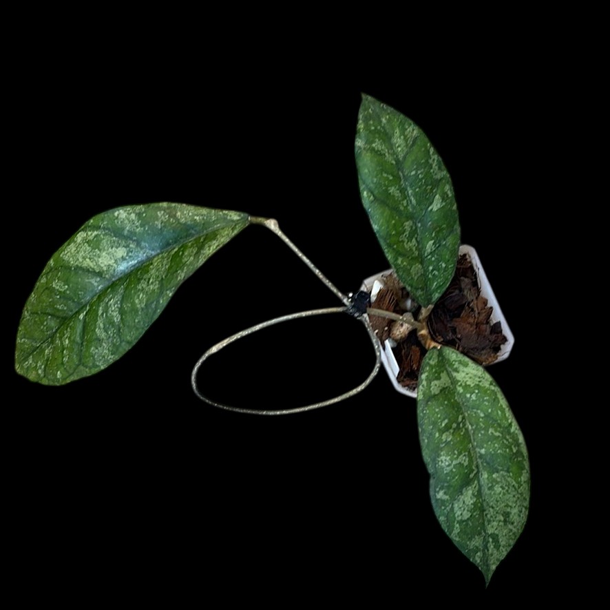 Hoya sp Bahoi